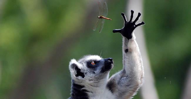 Animal! 50 fotos da vida selvagem que nem parecem reais (a #46 é a ...