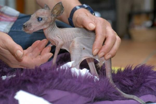 15 animais que ficam quase irreconhecíveis sem pelos - Awebic ...