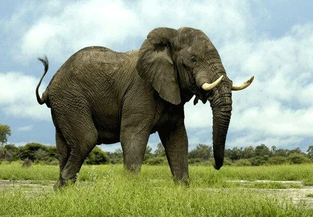 Os 25 animais mais perigosos do mundo (você não imagina o #1)