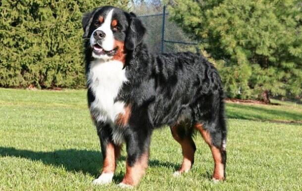 Cães gigantes: as 25 maiores raças de cães do mundo