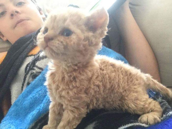 Selkirk Rex: a raça de gatos com pelo encaracolado que conquistou a web