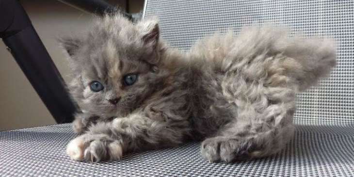 Selkirk Rex: a raça de gatos com pelo encaracolado que conquistou a web