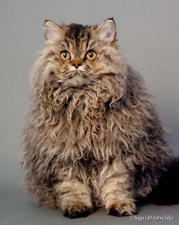Selkirk Rex: a raça de gatos com pelo encaracolado que conquistou a web