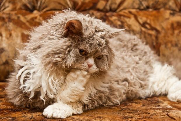 Selkirk Rex: a raça de gatos com pelo encaracolado que conquistou a web