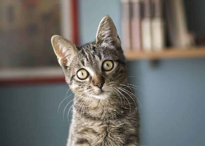 87 fatos curiosos para pessoas que amam curiosidades