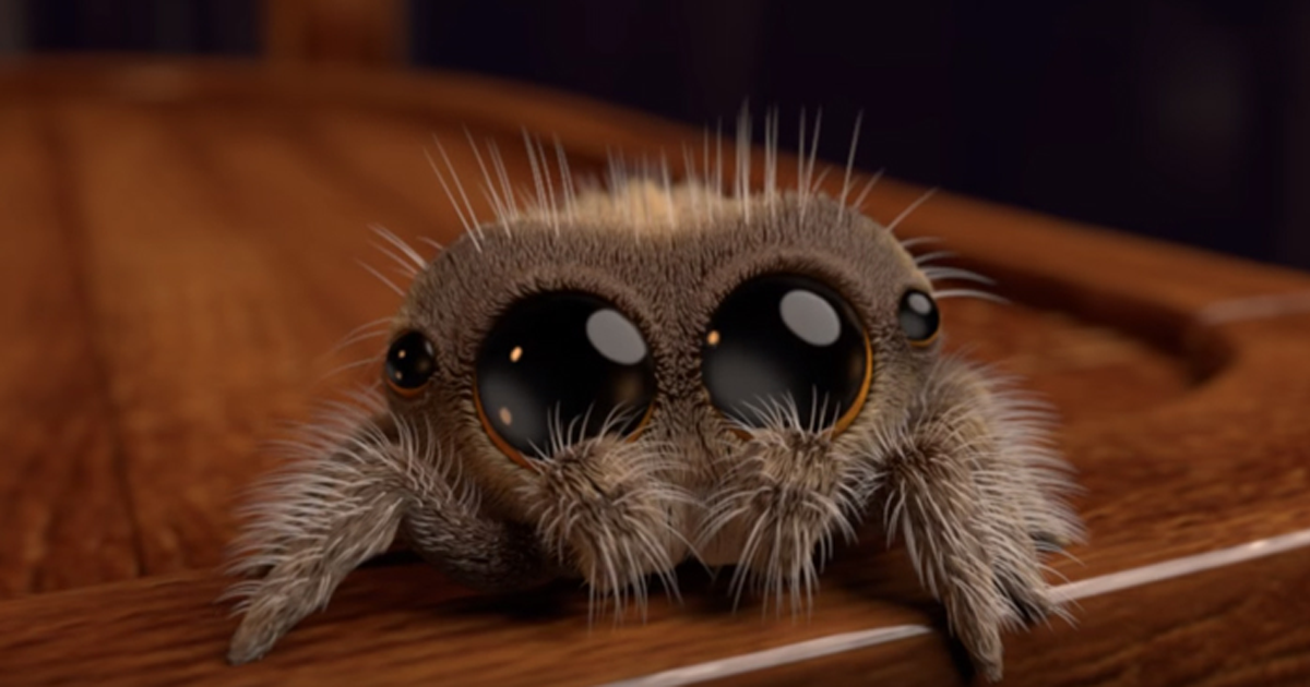 Conheça Lucas, a aranha que está conquistando pessoas do mundo todo
