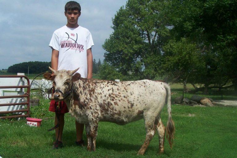 Mini vacas são criadas para viverem dentro de casa