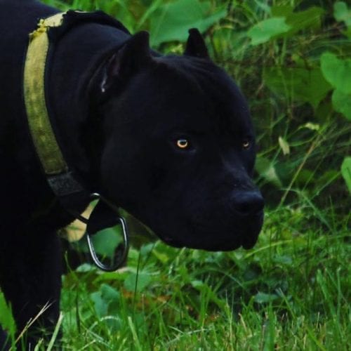 Conheça "Pantera Negra", o Pit Bull que conquistou a internet com sua cor