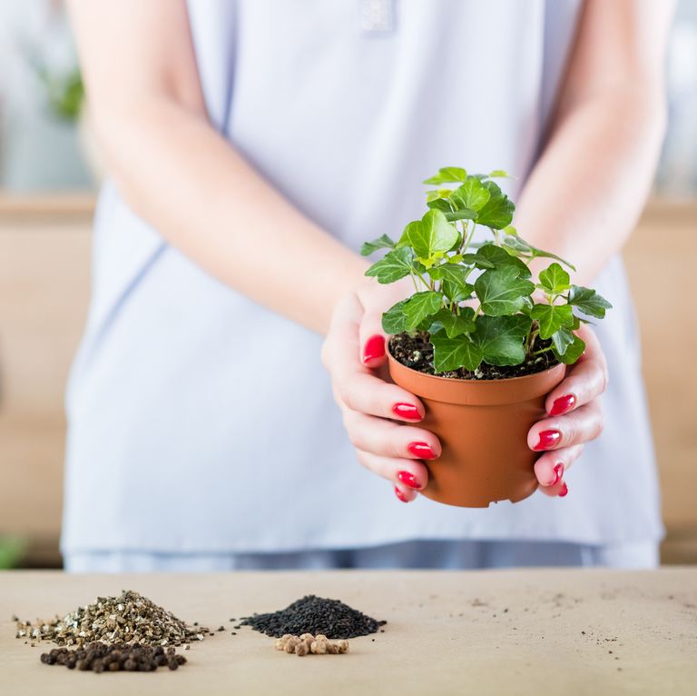 8 benefícios das plantas de interior - Awebic | Histórias que Inspiram
