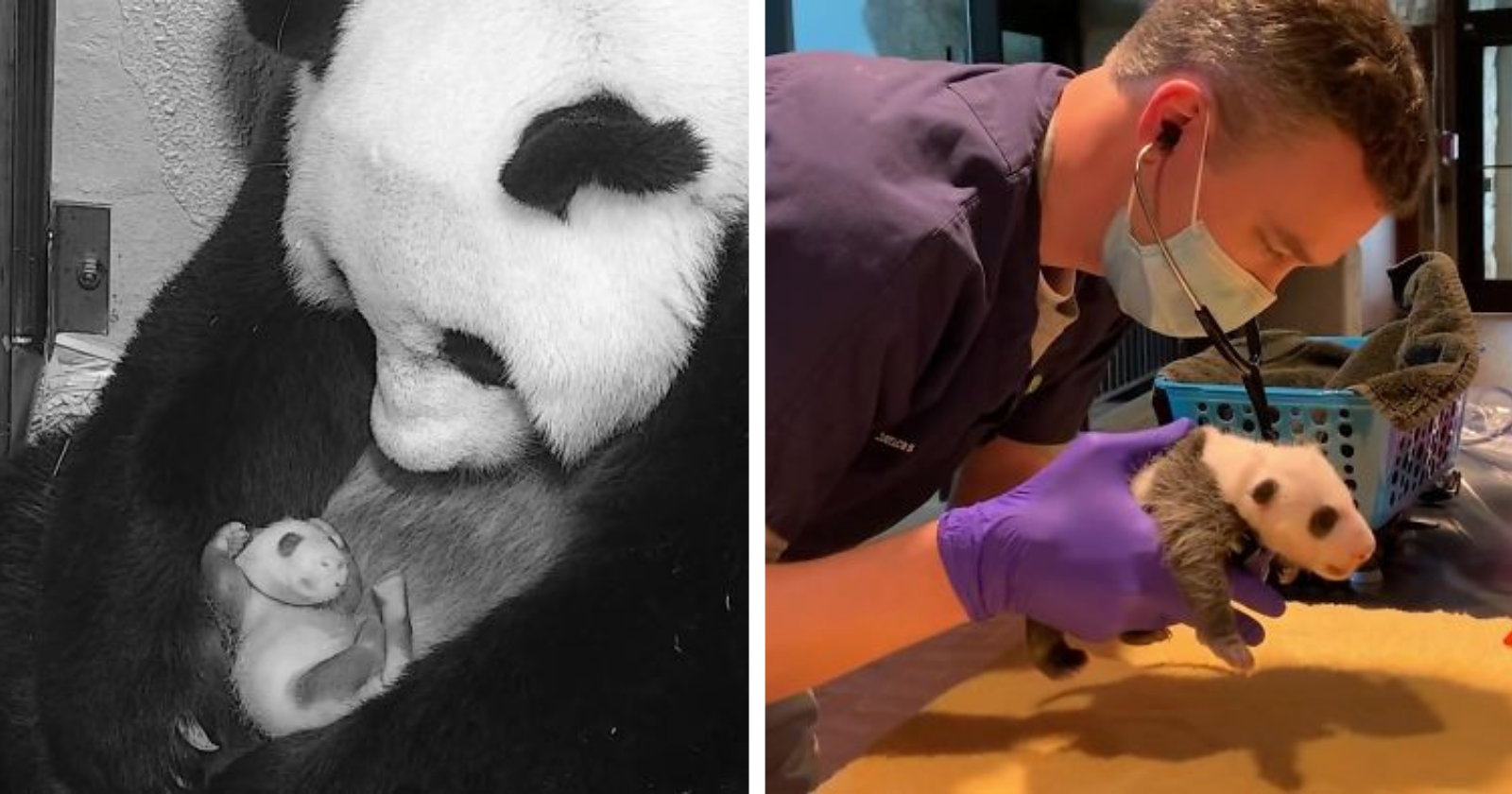 Zoológico compartilha foto de panda BEBÊ e web explode com FOFURA