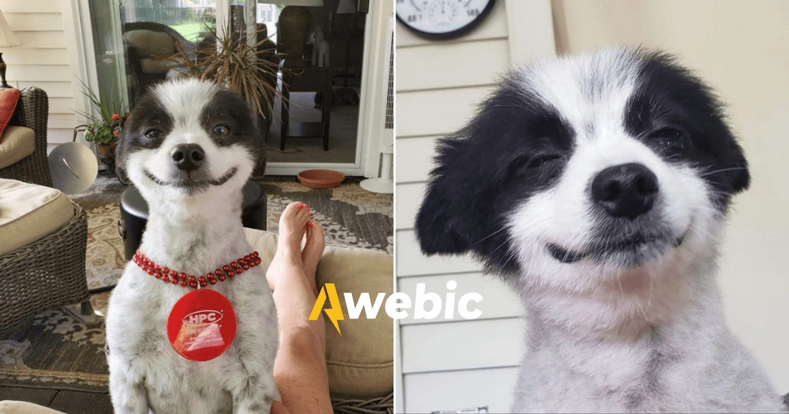 Doguinho se torna sensação da web por estar 'sempre sorrindo'