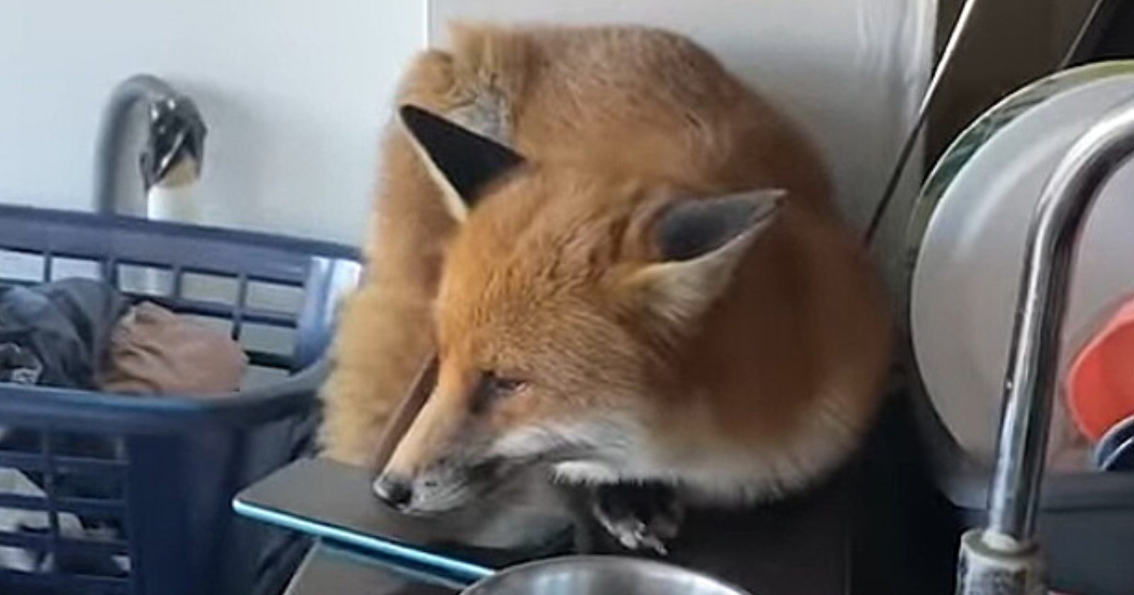 Raposa entra em casa e tira cochilo na pia da cozinha; adivinha o ...