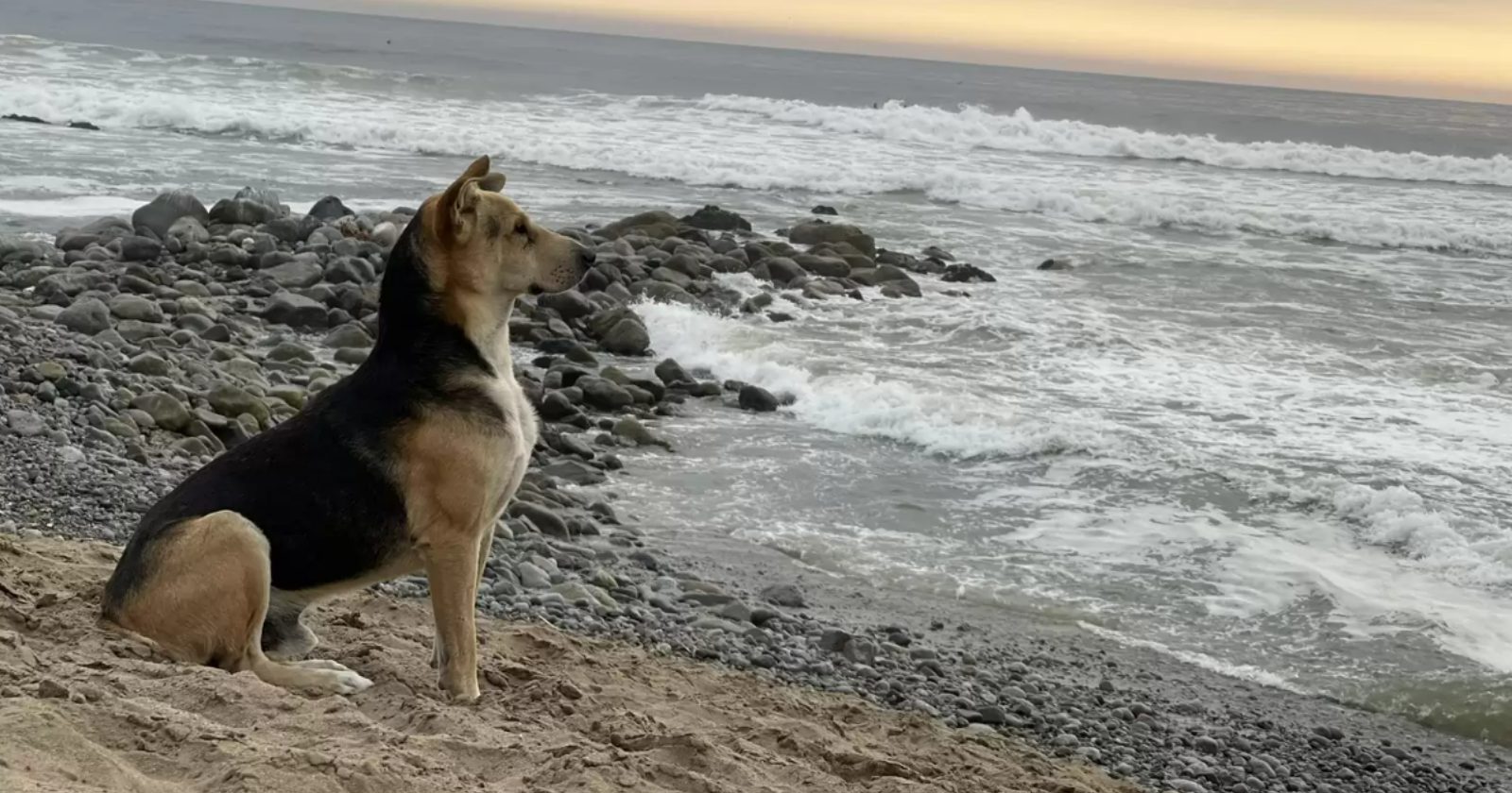 Esse cachorro emociona o mundo ao esperar dono na praia em que ele ...