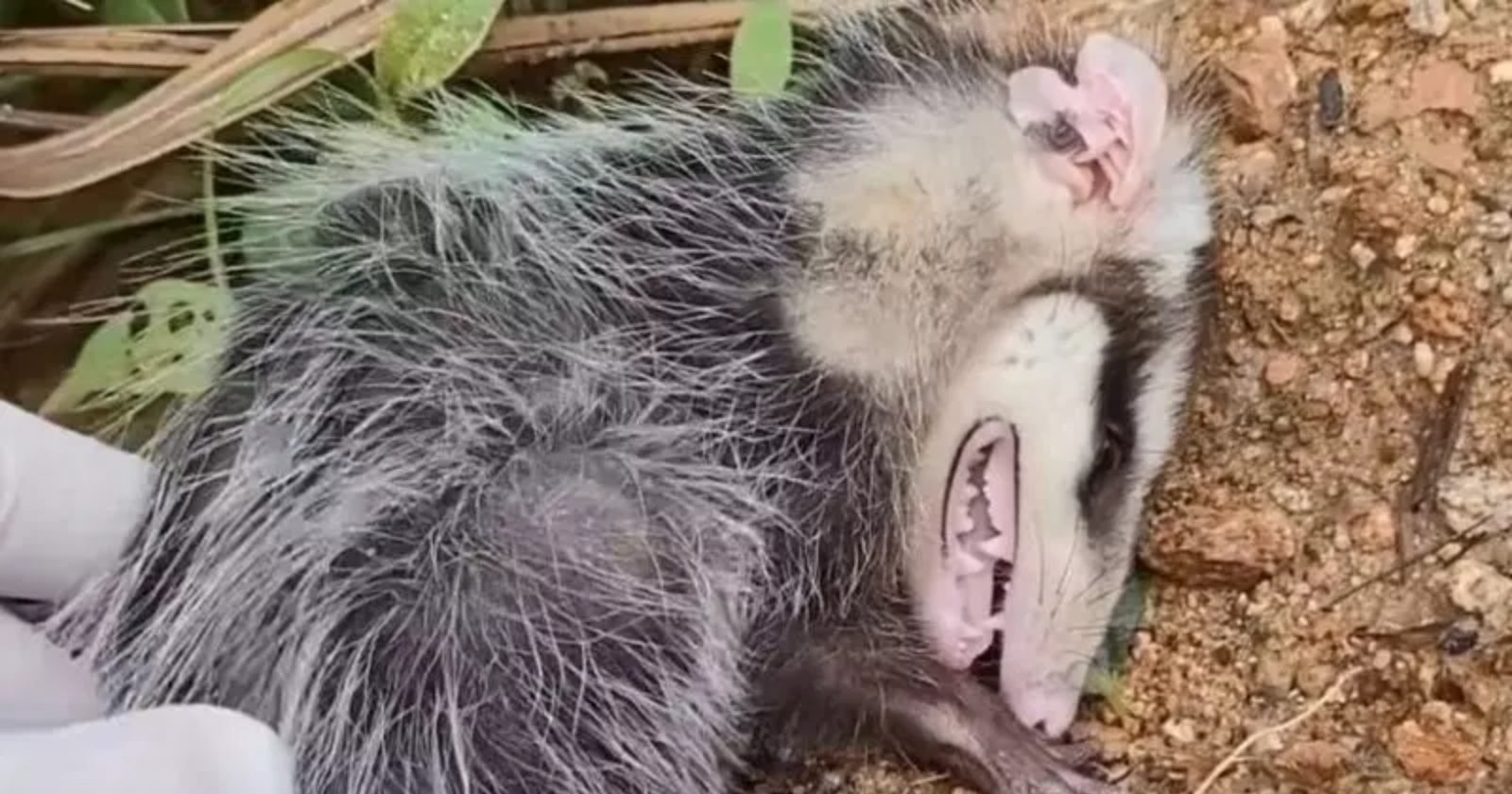 Gambá 'morre', 'ressuscita' e volta à natureza: entenda essa confusão ...