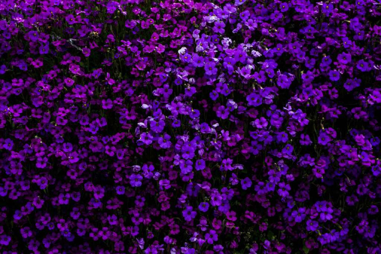 O significado espiritual da VIOLETA é muito lindo
