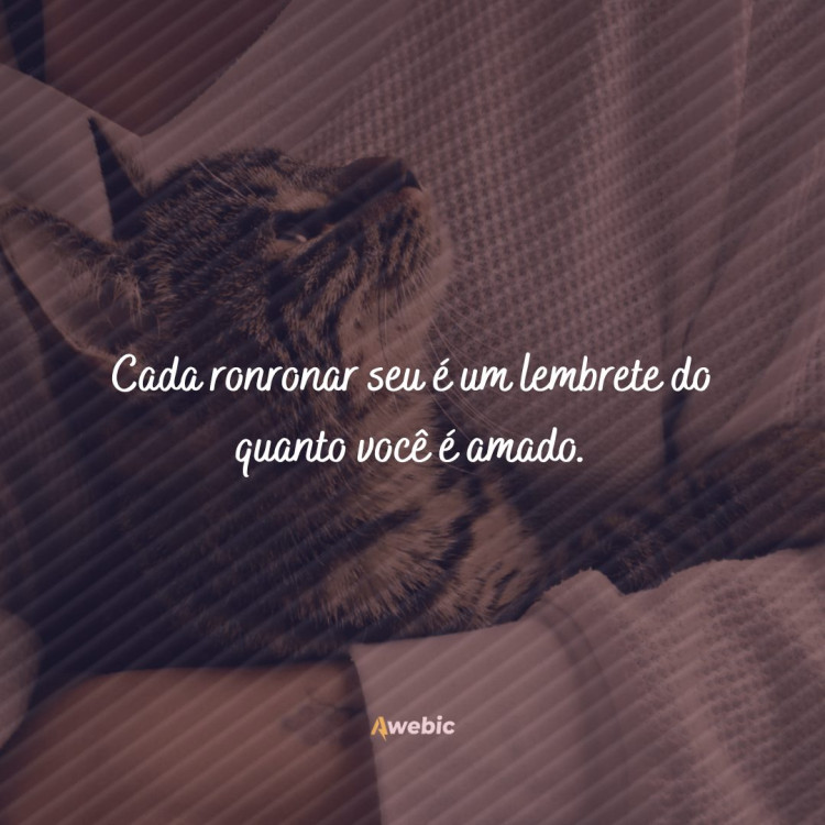 Frases de carinho para gato: seu amigão merece demais