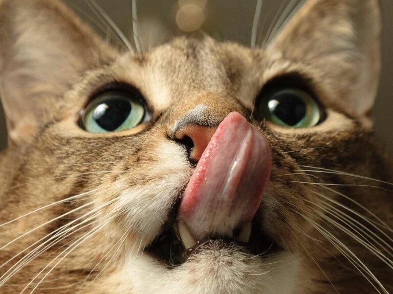 Dia Mundial do Gato: 7 curiosidades surpreendentes sobre esses felinos